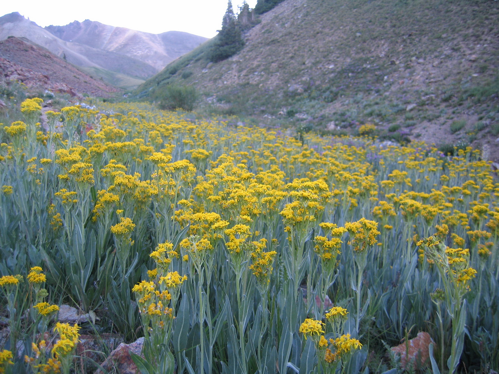 Redcloud Peak San Juan Range Mountaineering