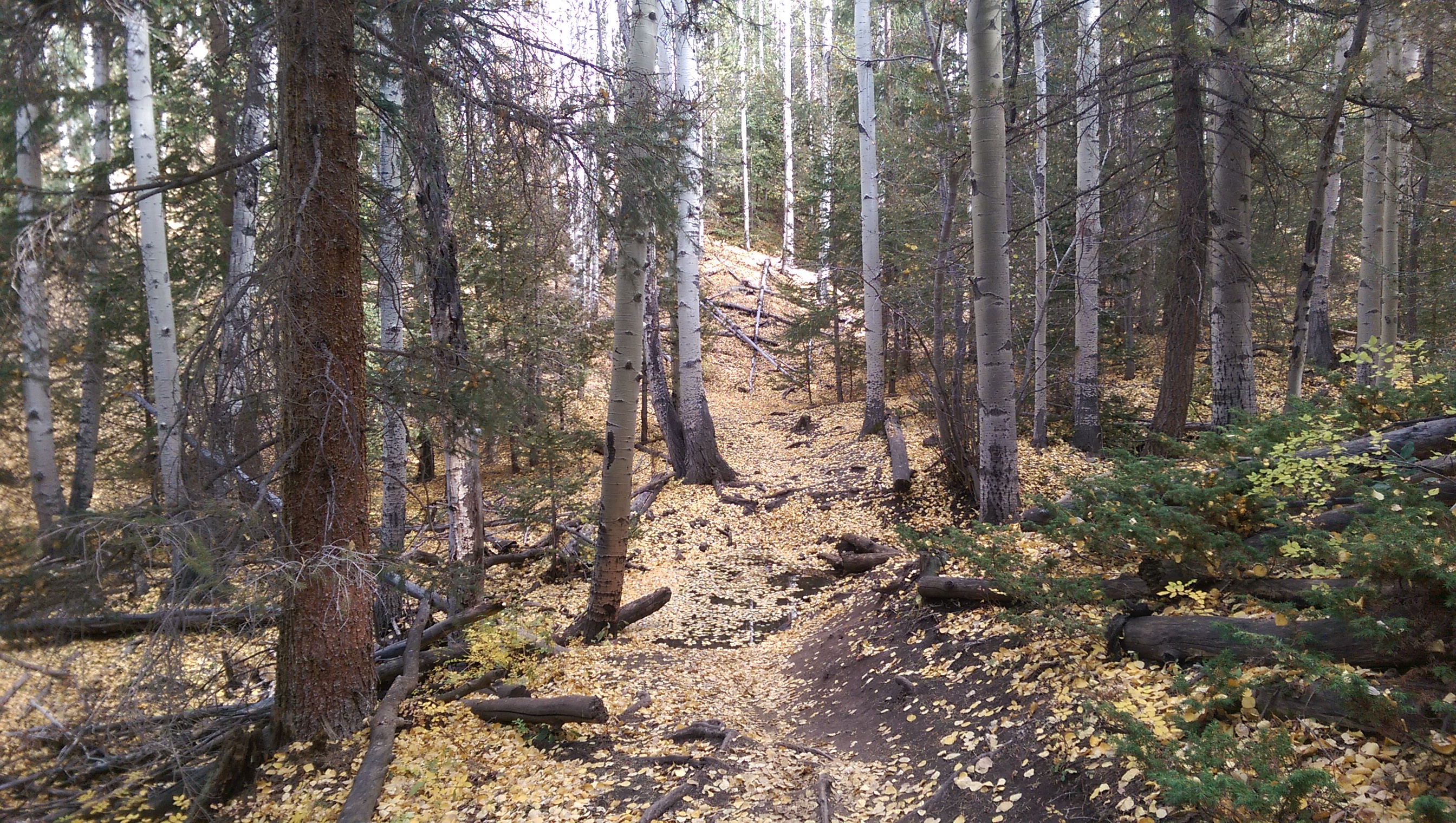 Monarch Crest Colorado Mountain Biking