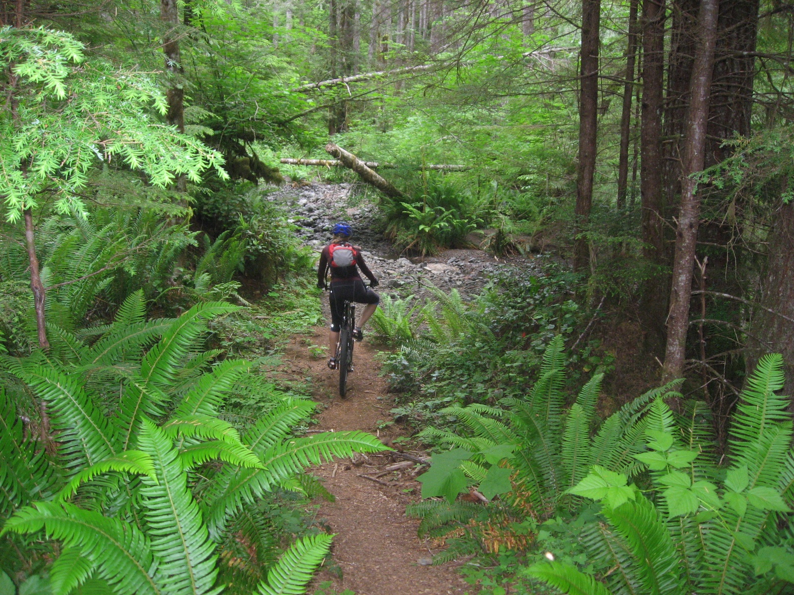 Mount Muller Washington Mountain Biking