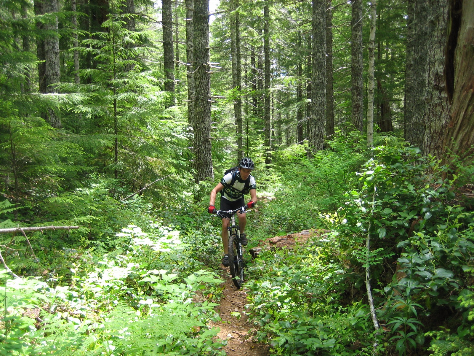 Mount Muller Washington Mountain Biking