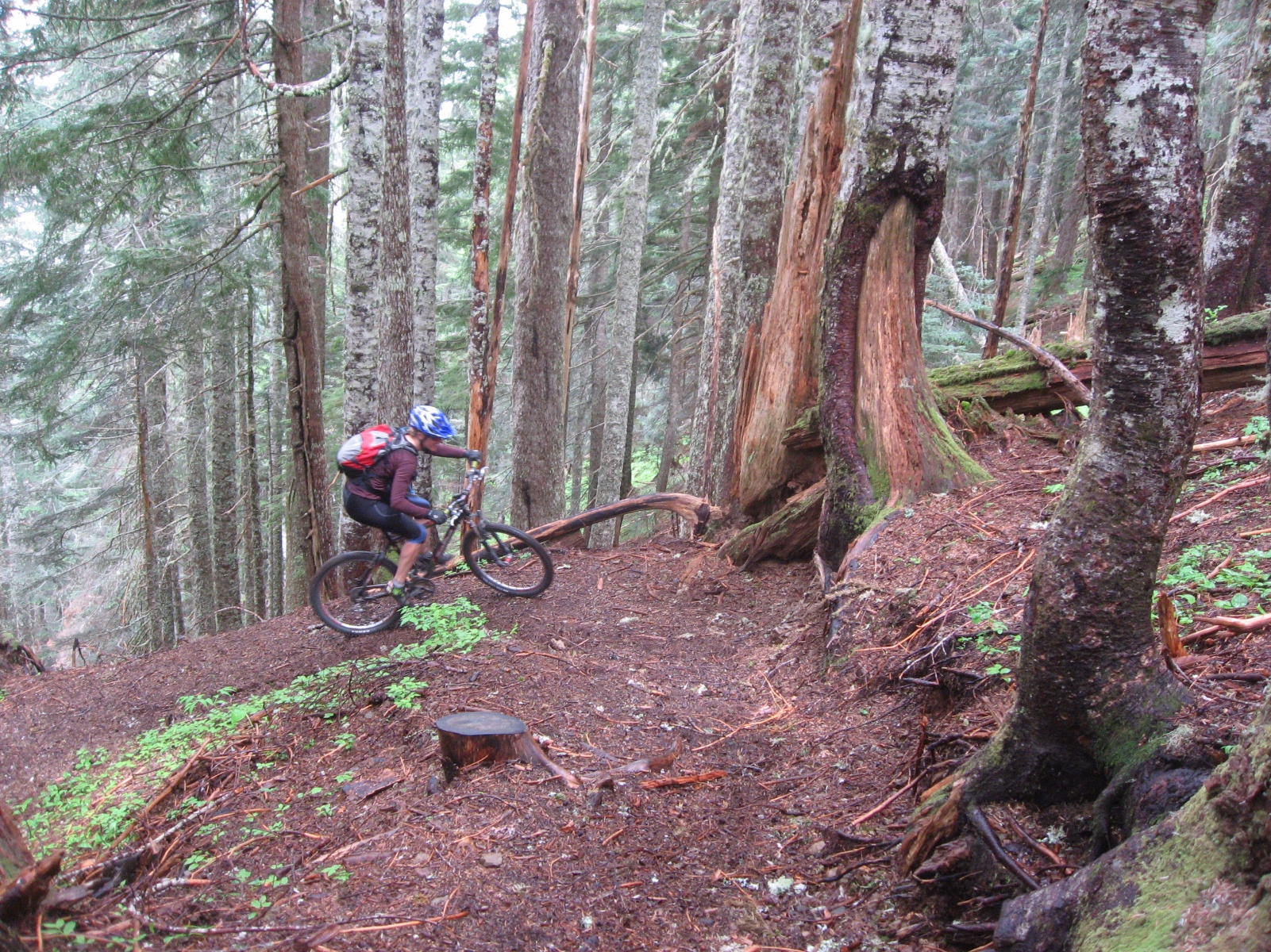 Mount Muller Washington Mountain Biking