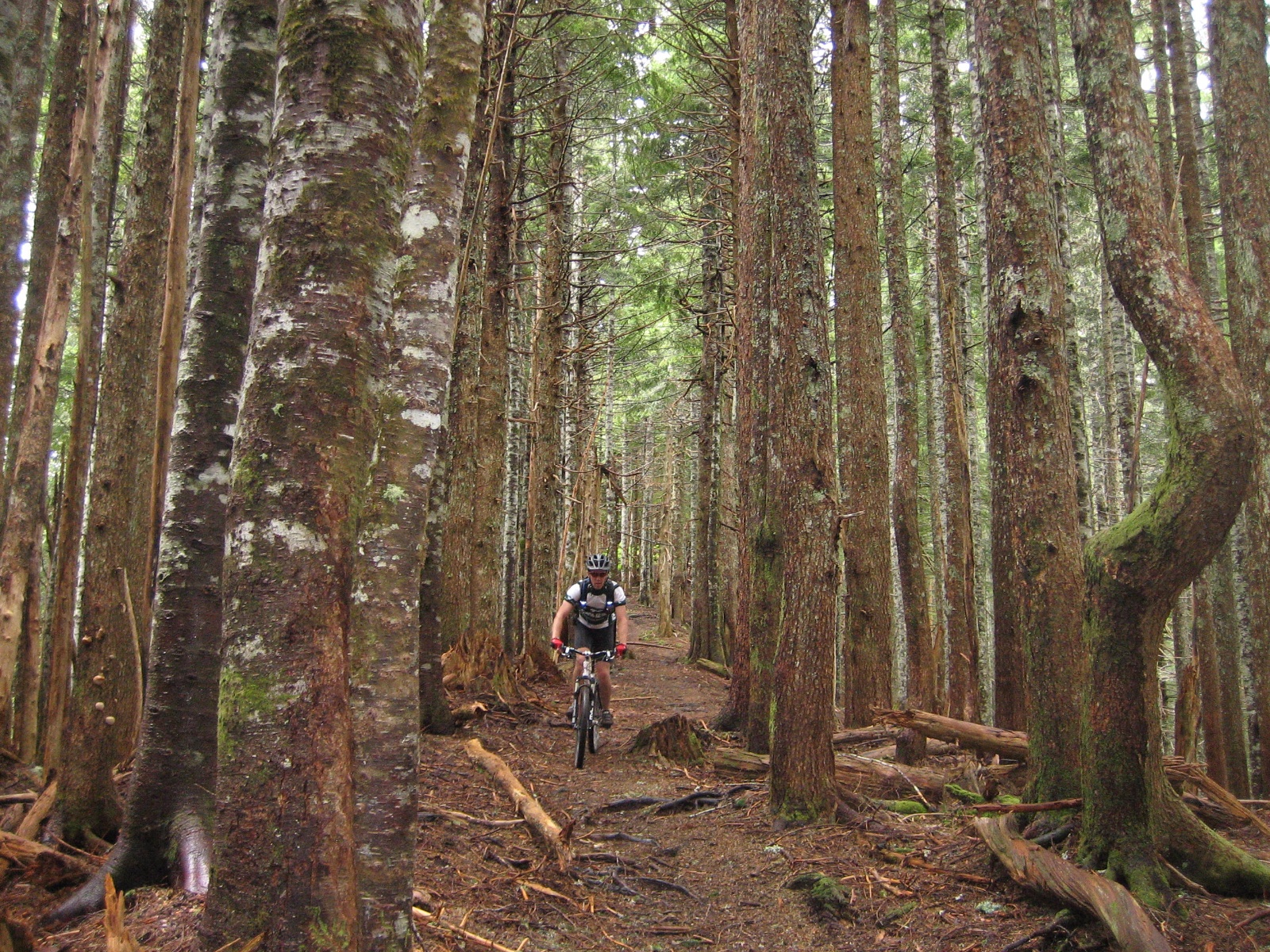 Mount Muller Washington Mountain Biking