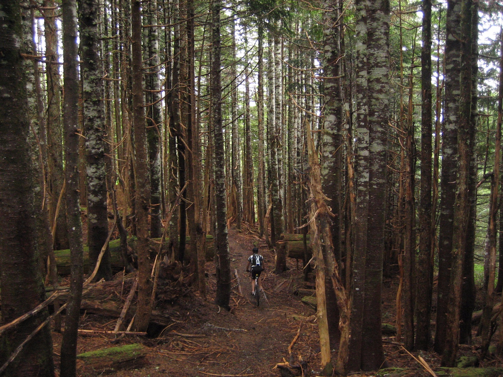Mount Muller Washington Mountain Biking