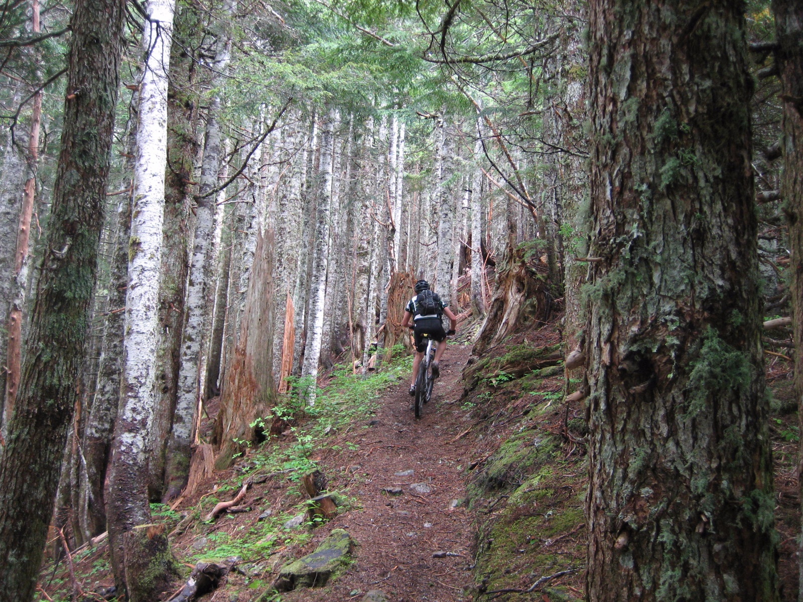 Mount Muller Washington Mountain Biking
