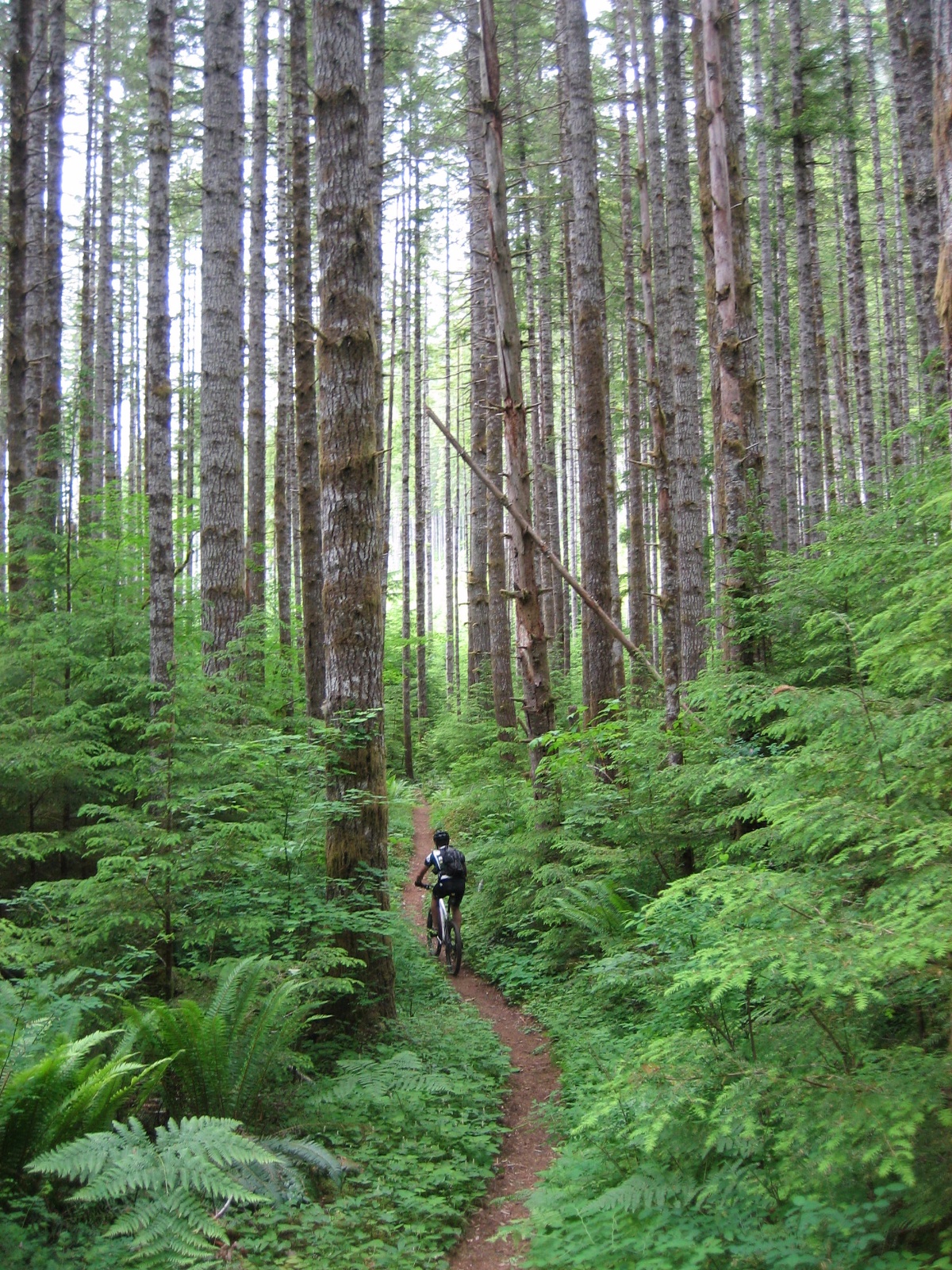 Mount Muller Washington Mountain Biking