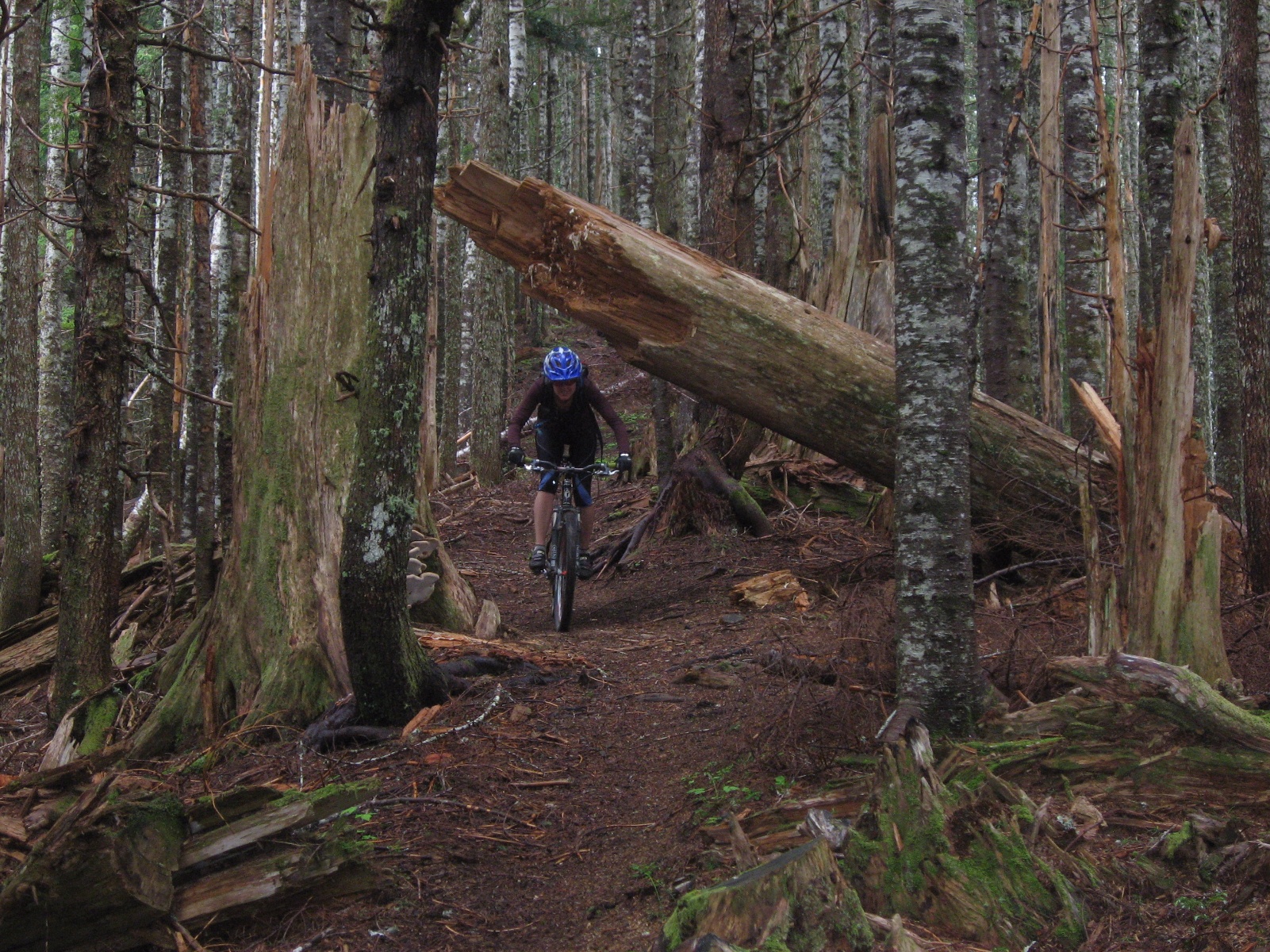 Mount Muller Washington Mountain Biking